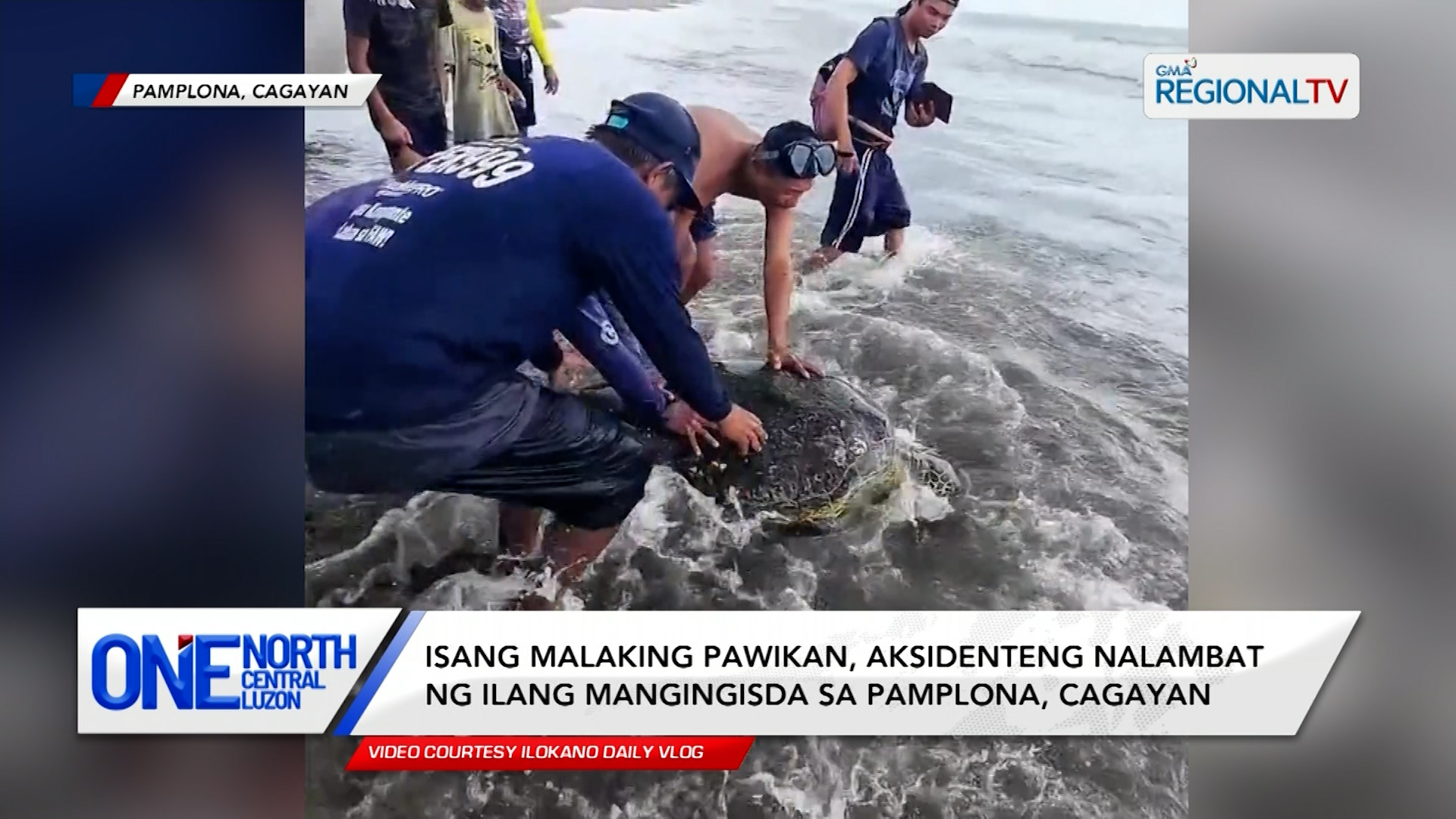 Isang malaking pawikan, aksidenteng nalambat ng ilang mangingisda | One ...