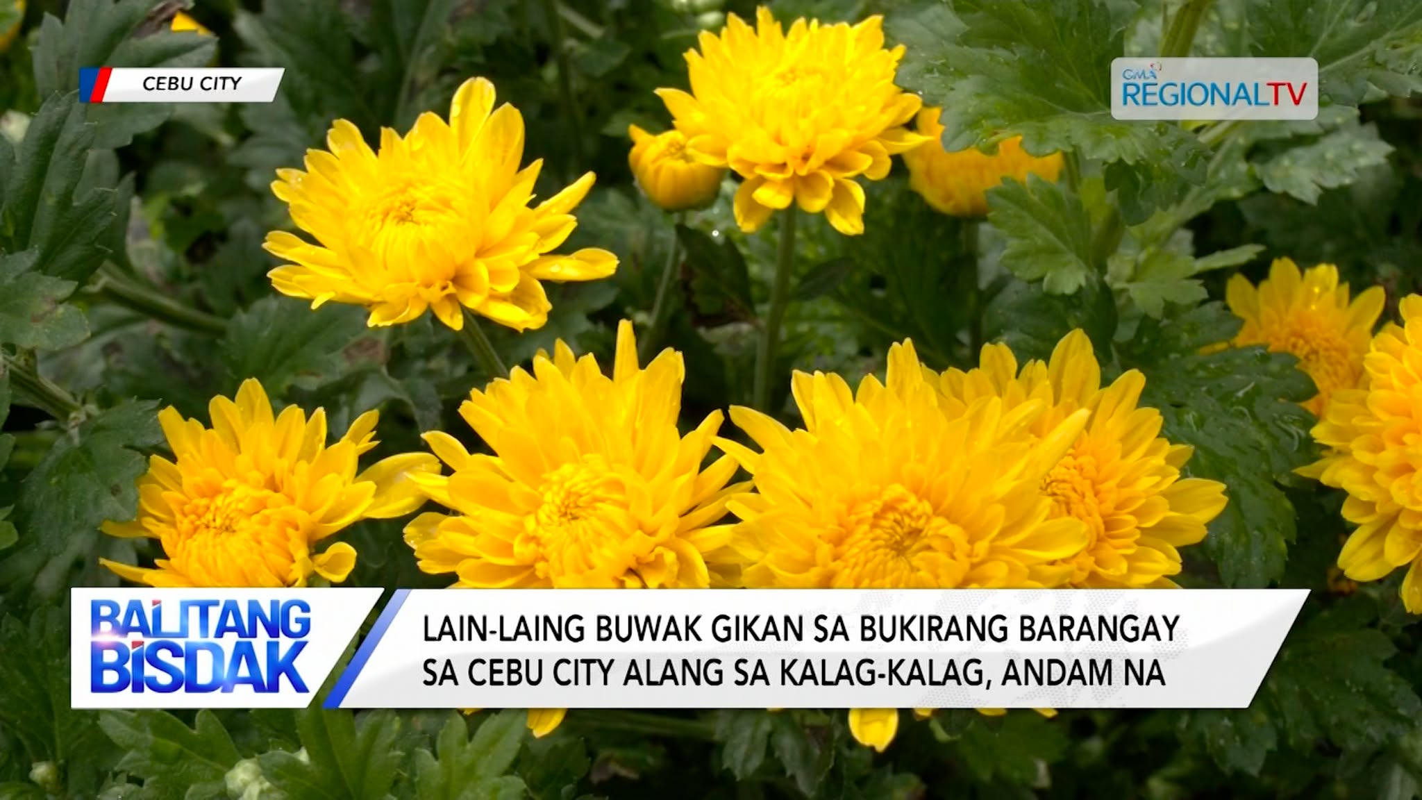 Mga Buwak sa Bukirang Barangay sa Cebu City, Andam na Alang sa Kalag-Kalag | Balitang Bisdak