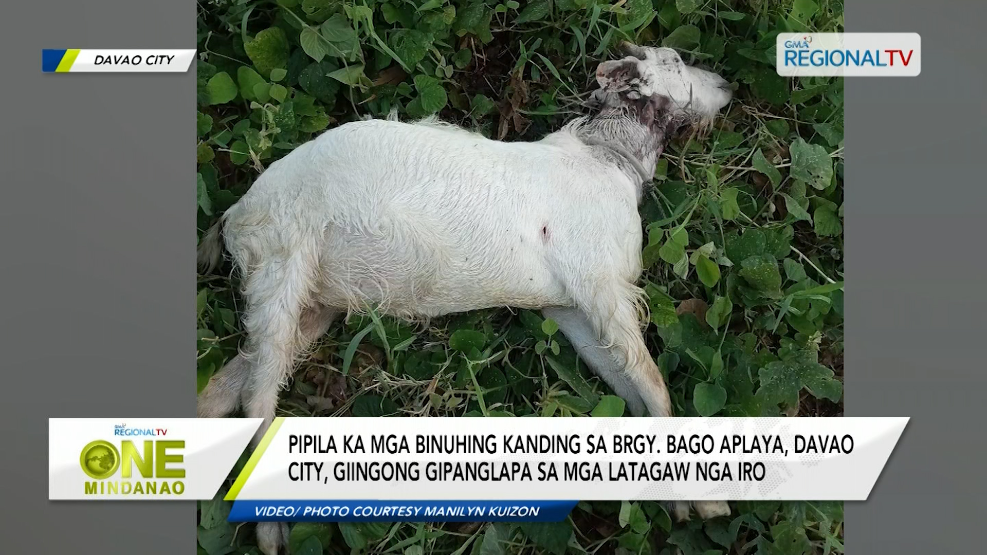 Pipila ka mga binuhing kanding, giingong gipanglapa sa mga latagaw nga iro