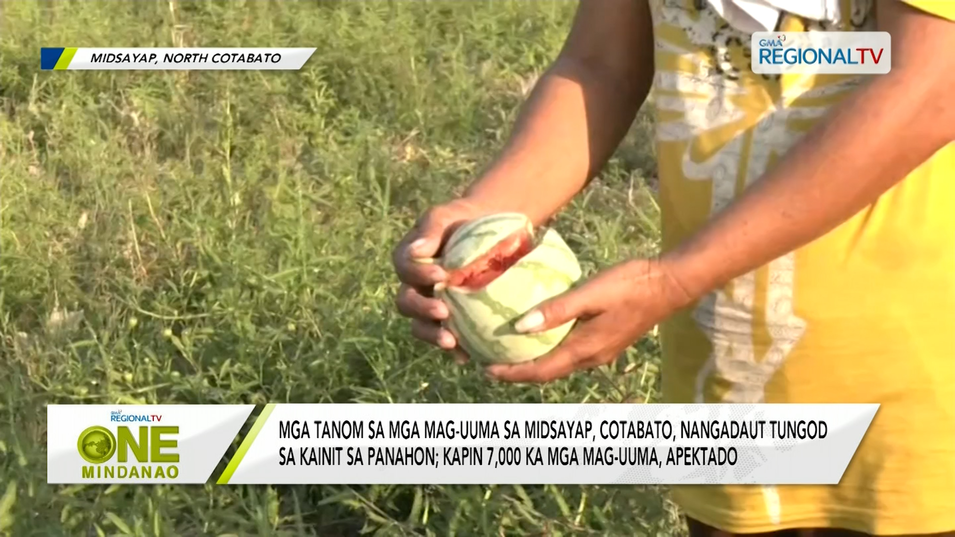 Mga tanom sa mga mag-uuma sa Midsayap, Cotabato, nangadaut tungod sa kainit