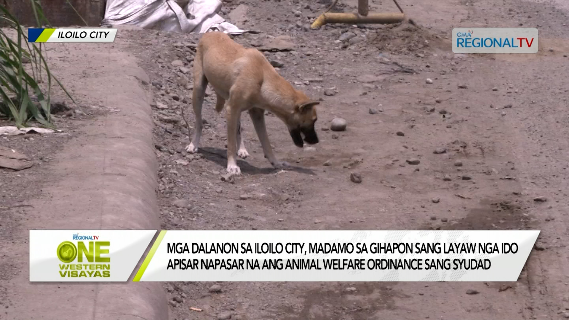 Mga dalanon sa Iloilo City, madamo sa gihapon sang layaw nga ido