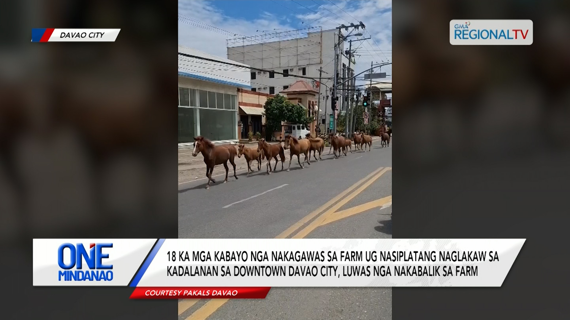 18 kabayo nga naglakaw sa kadalanan sa Davao City, luwas nga nakabalik sa farm
