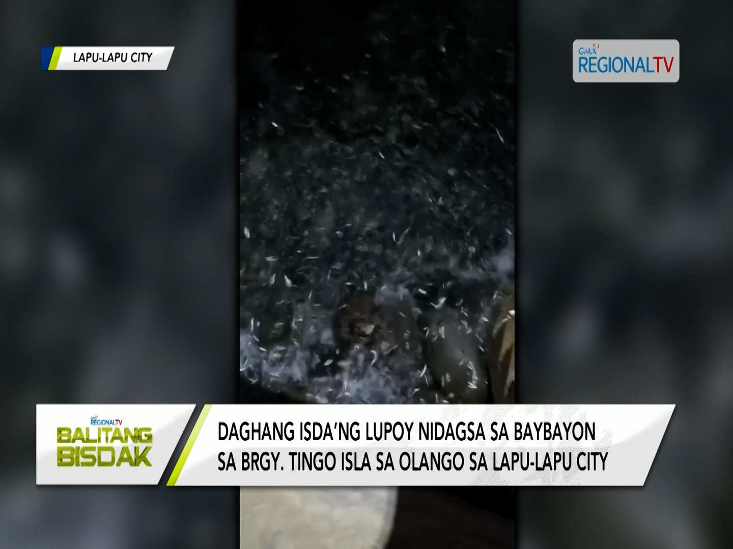 Mga isdang lopoy, nidagsa haduol sa pier sa Olango Island