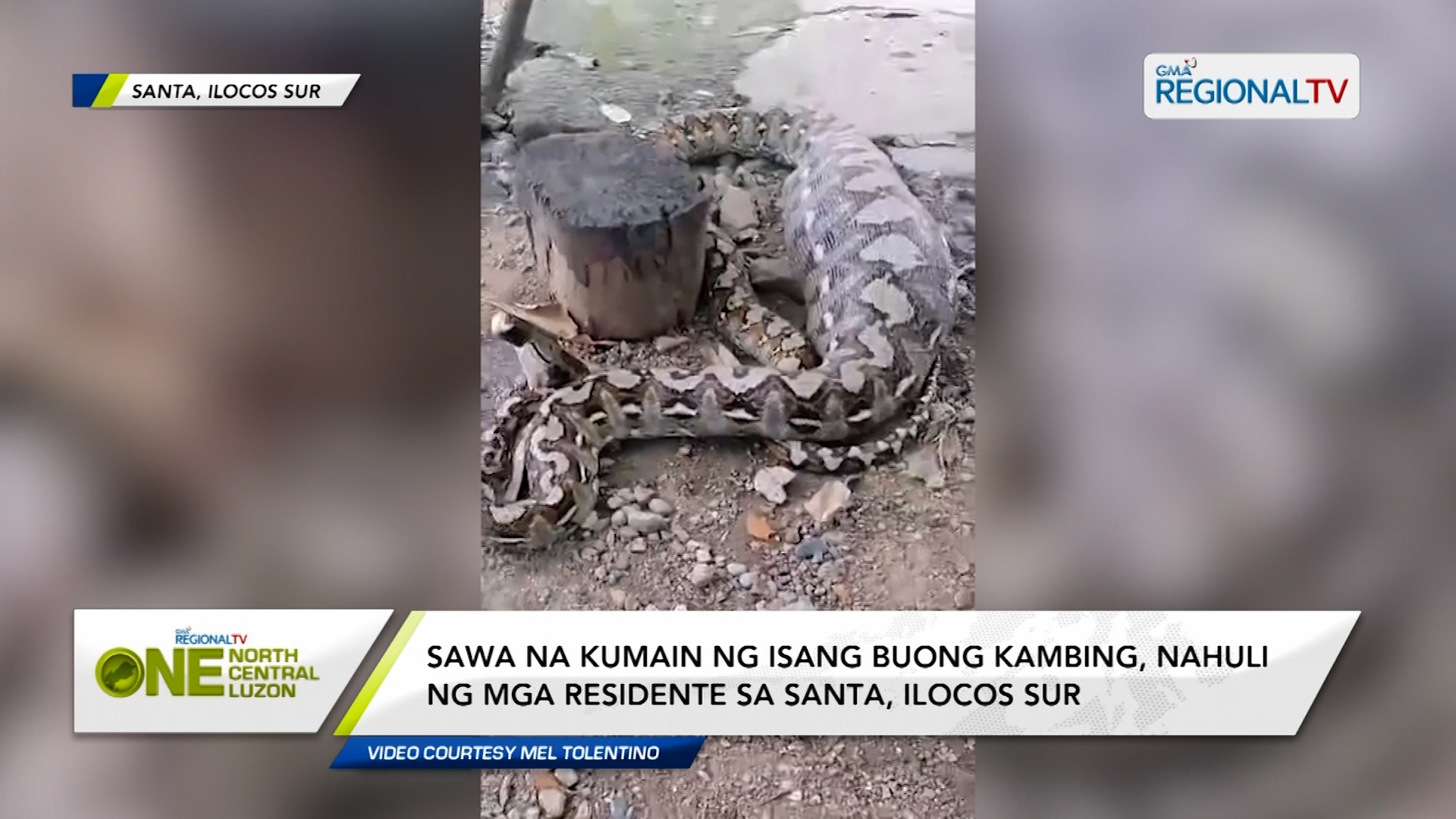 Sawa na kumain ng isang buong kambing, nahuli sa Santa, Ilocos Sur