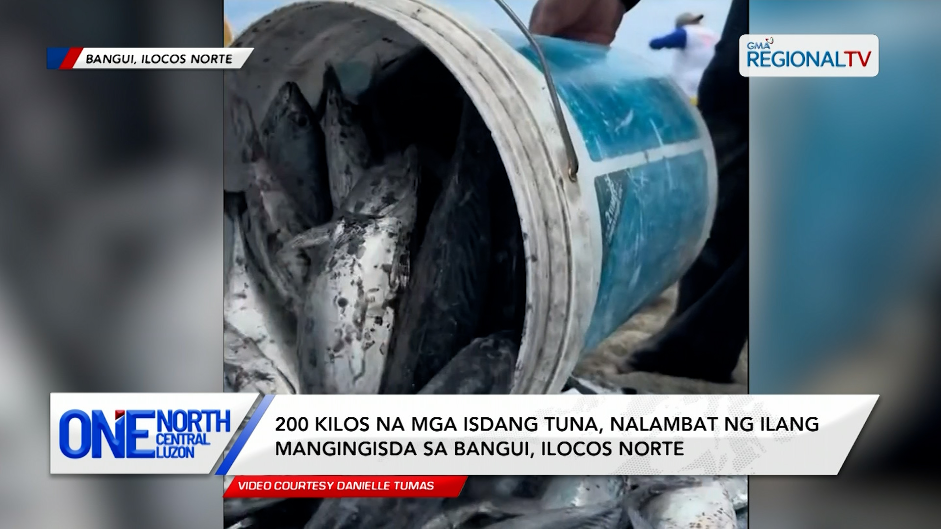 200 kilos ng tuna, nalambat ng ilang mangingisda sa Bangui, Ilocos Norte | One North Central Luzon