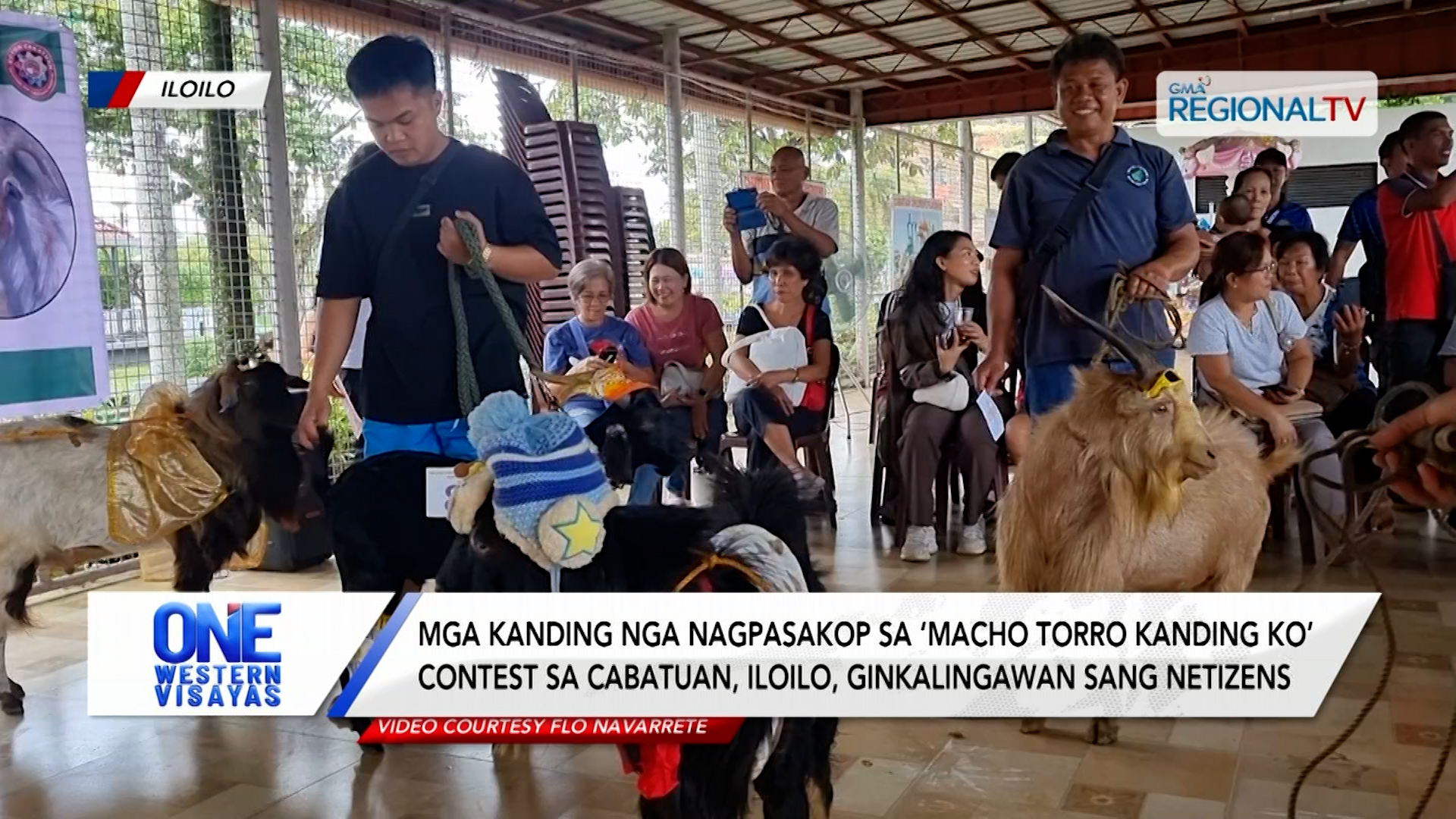 Mga kanding nagpasakop sa ‘Macho Torro Kanding Ko’ contest sa Cabatuan ...