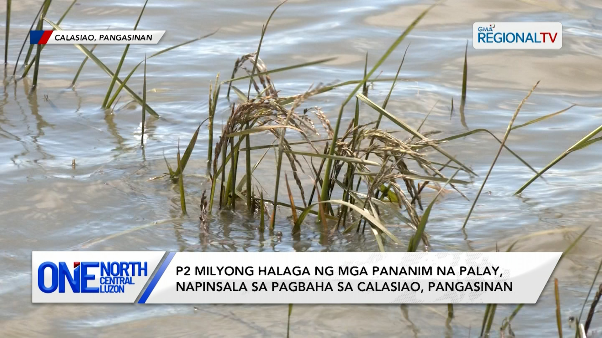 P2 milyong halaga ng pananim na palay, napinsala sa pagbaha sa Calasiao ...
