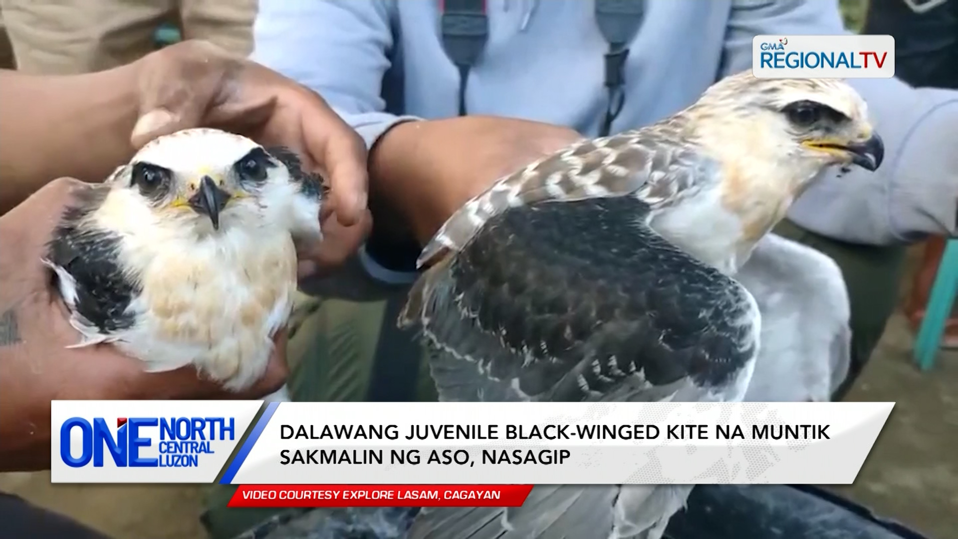 Dalawang Juvenile Black-winged Kite na muntik sakmalin ng aso, nasagip ...