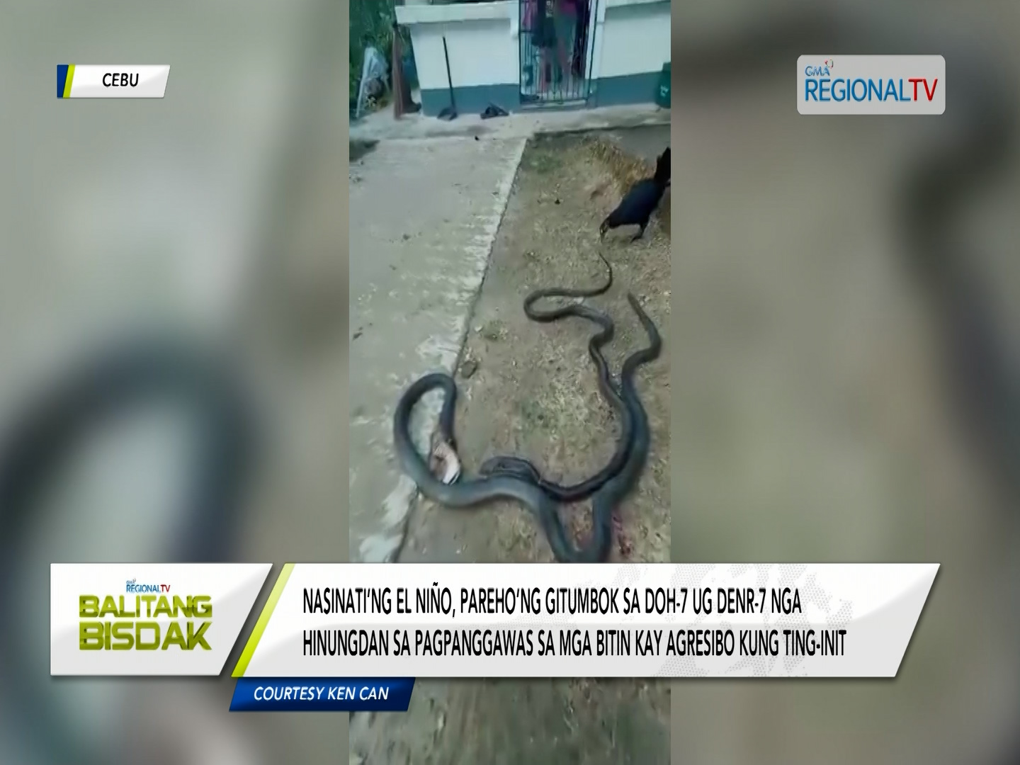 Uwat sa king cobra