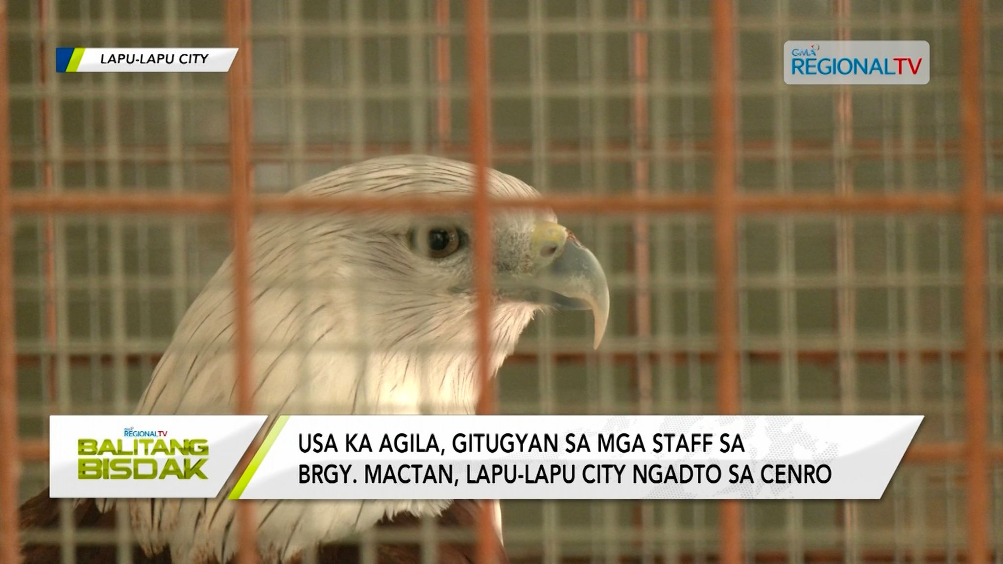 Agila nga adunay samad sa pako, gi-turnover sa CENRO Lapu-Lapu
