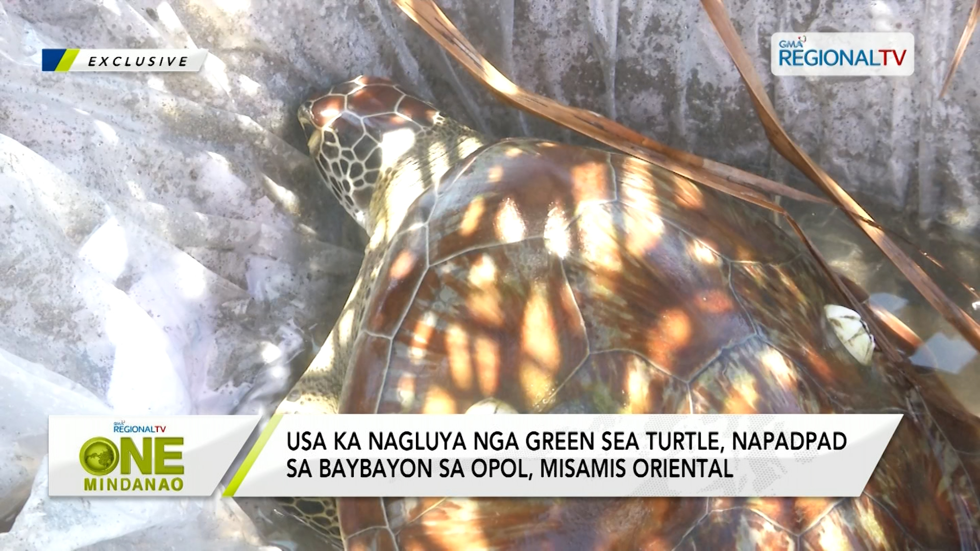 Usa ka green sea turtle o pawikan, napadpad sa baybayon sa Opol ...