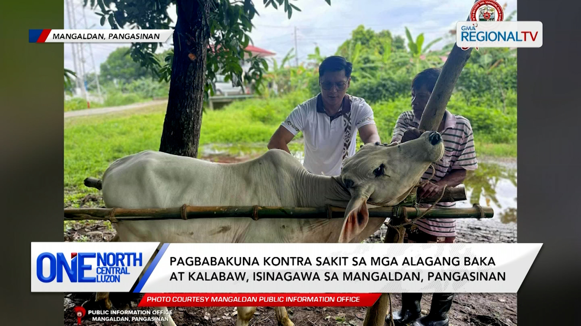 Pagbabakuna kontra sakit sa mga alagang baka at kalabaw, isinagawa