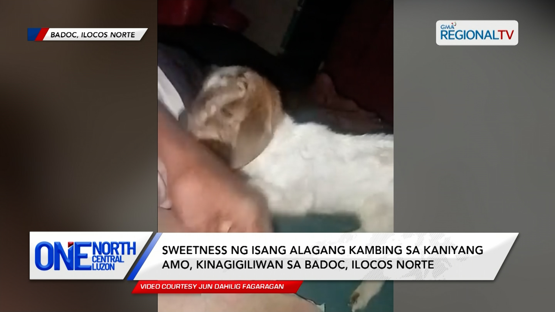 Sweetness ng isang alagang kambing sa kaniyang amo, kinagigiliwan | One ...