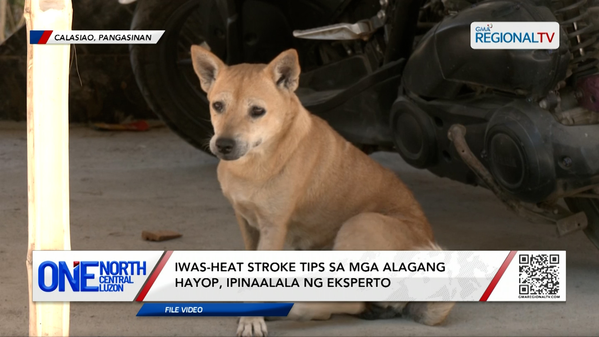 Iwas-heat stroke tips sa mga alagang hayop | One North Central Luzon