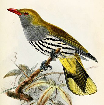 Got binoculars? Go 'birding' with the Wild Bird Club │ GMA News Online