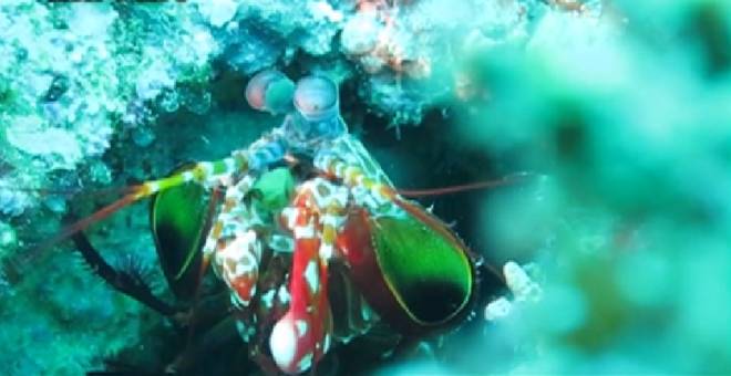 See amazing creatures of the ocean on 'Born Impact' | GMA News Online
