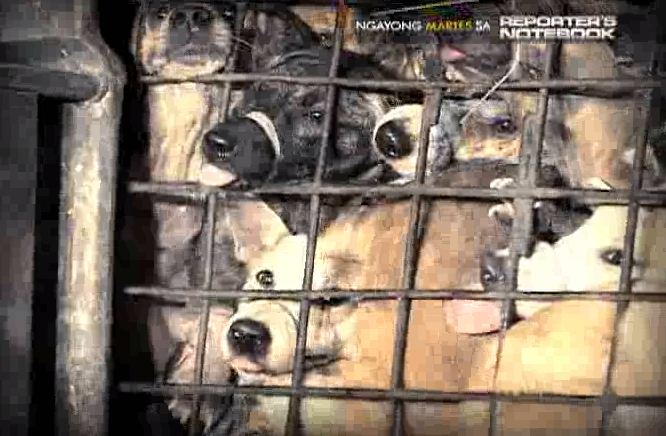 Dog adobo downs 6 in Pangasinan province | GMA News Online