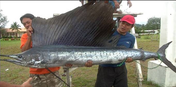 This Wednesday on 'Born to be Wild:' Massive fish filmed in Palau | GMA ...