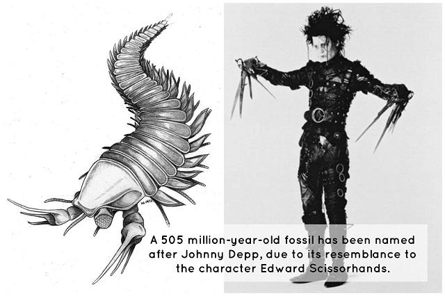 'Edward Scissorhands'-like creature named after Johnny Depp