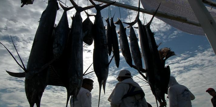 The vets of 'Born to be Wild' study massive fish on 'Big Fish: Open ...