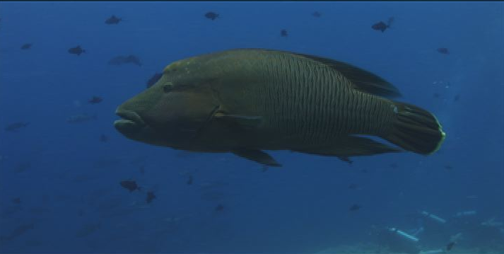 The vets of 'Born to be Wild' study massive fish on 'Big Fish: Open ...