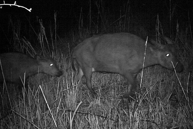 Mindoro camera traps catch rare tamaraws