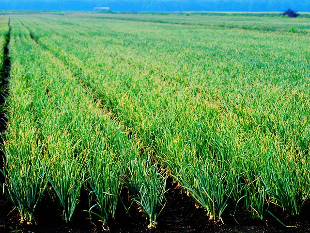 Agri firm Calata Corp. to open 1,000 retail stores nationwide | GMA ...