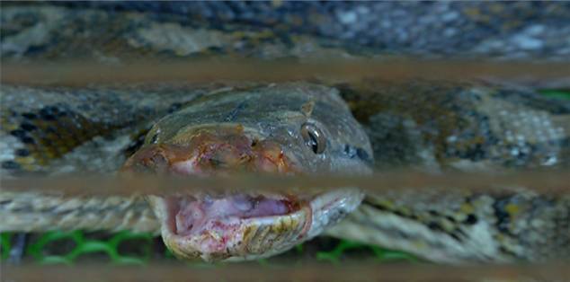 Catch the finale of 'Pythons & Whalesharks' on 'Born to be Wild' | GMA ...