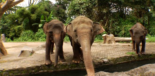 Kenya torches huge elephant tusk stockpile | GMA News Online