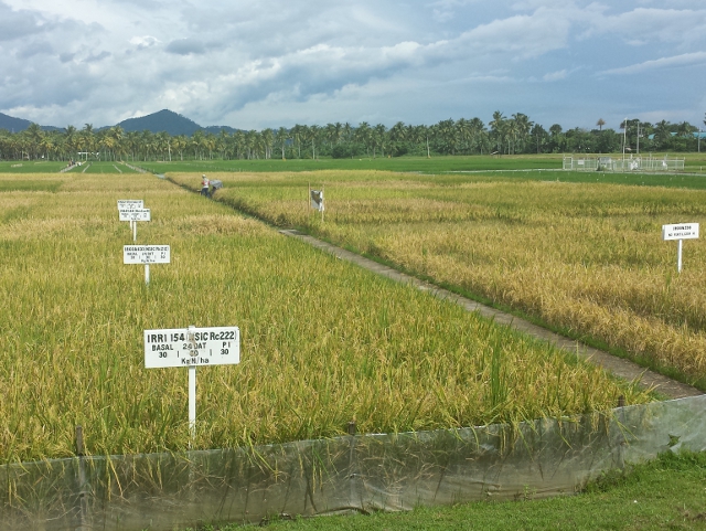 Early harvest in Visayas, Mindanao good for building rice stocks — NFA ...