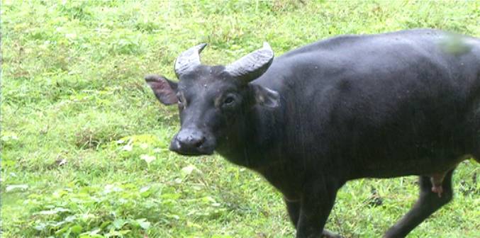 'Born to be Wild' airs series finale of 'Philippine Tamaraws' and ...