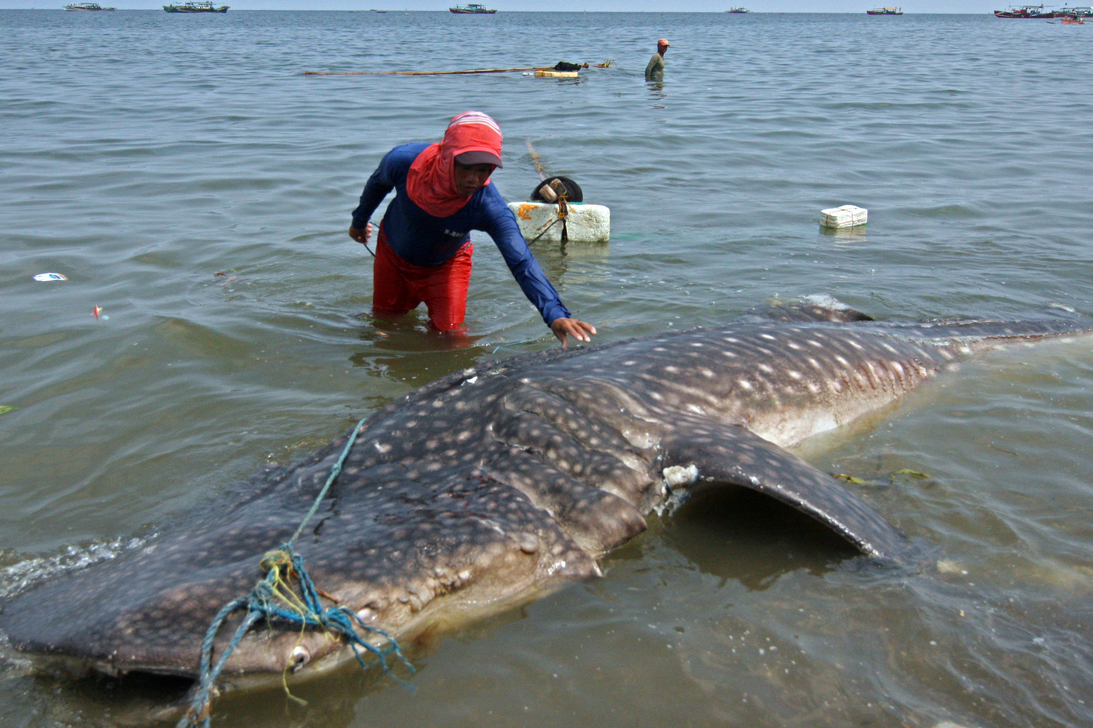 Butanding caught, released off Ilocos Sur | GMA News Online