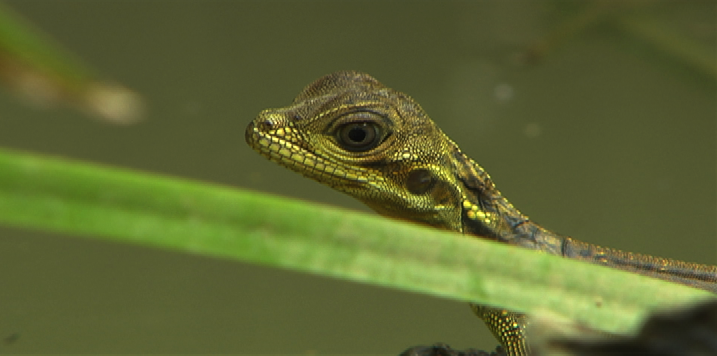 Tonight on 'Born to be Wild': Watch the Philippine sailfin lizard walk ...