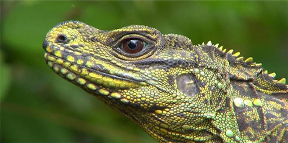 Fascinating creatures Ibid and Kiwet star in this Wednesday's 'Born to ...