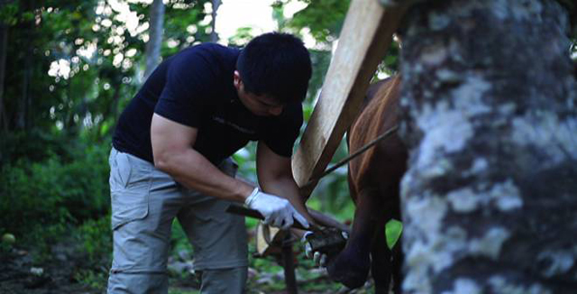 Doc Ferds Recio sheds light on horse deaths in Quezon this Wednesday ...