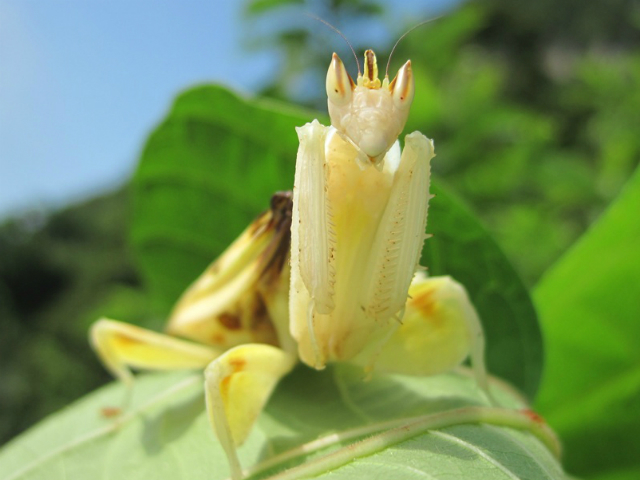 The Orchid Mantis: A pretty but deadly 'aggressive flower mimic' | GMA ...