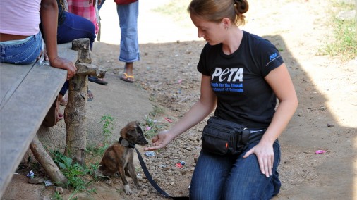 PETA helps typhoon-affected animals in Coron | GMA News Online