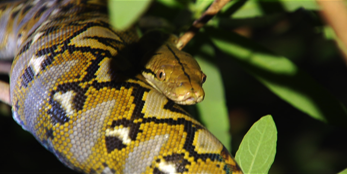 Snake Island on 'Born To Be Wild' | GMA News Online