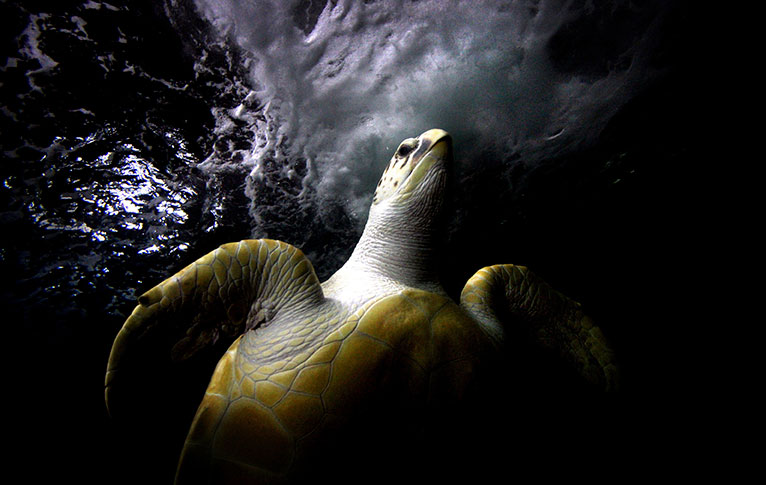 'Born to be Wild' Animal Spotlight: Leatherback Turtles | GMA News Online