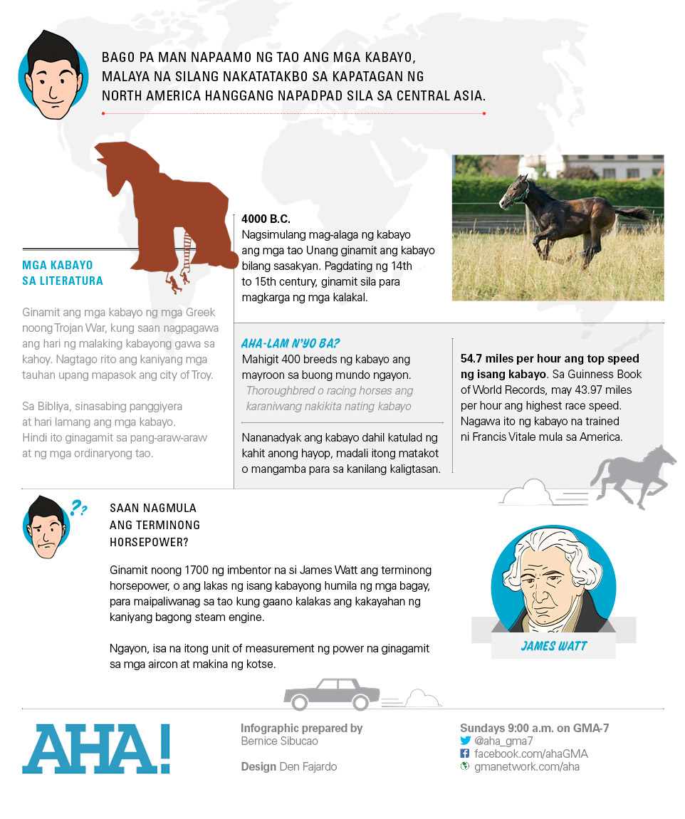 INFOGRAPHIC: Ang mundo ng mga kabayo | GMA News Online