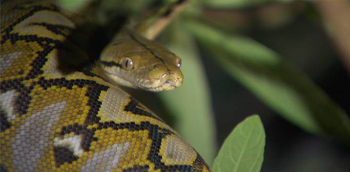 Finale of 'Snake Island' series on 'Born to be Wild | GMA News Online