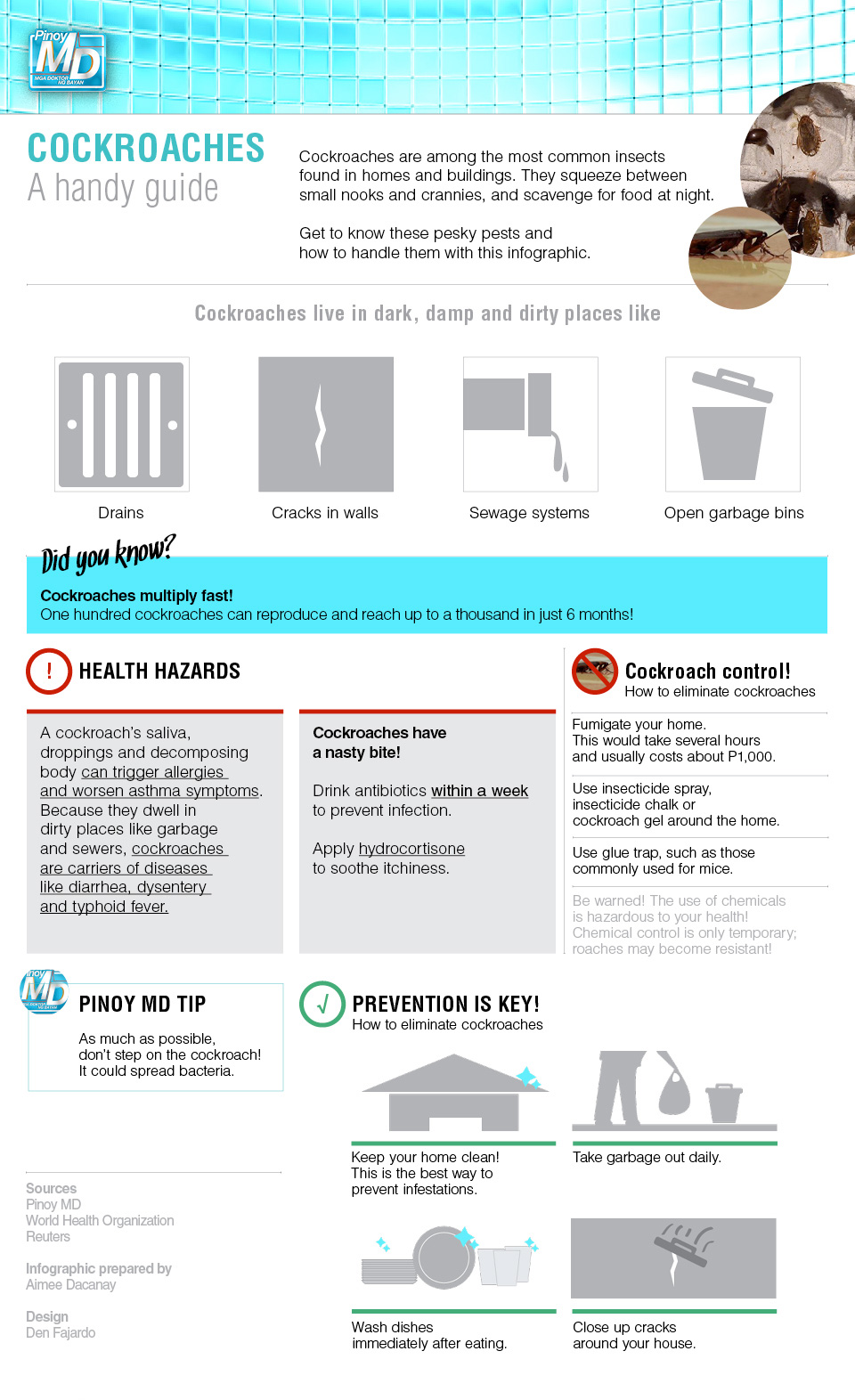 INFOGRAPHIC: A handy guide to cockroaches | GMA News Online