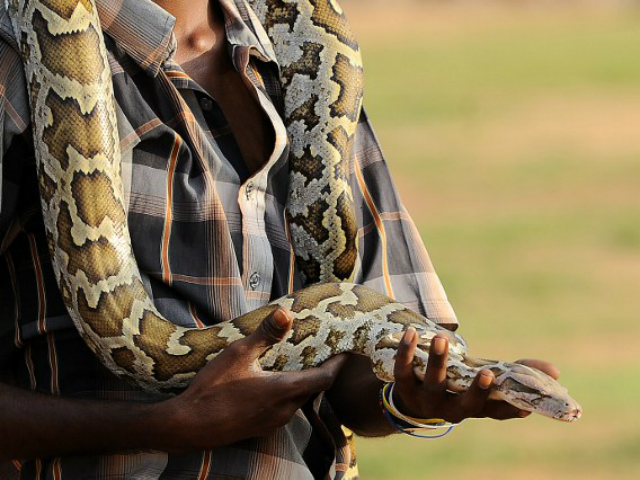 Pythons have built-in compass, scientists discover | GMA News Online