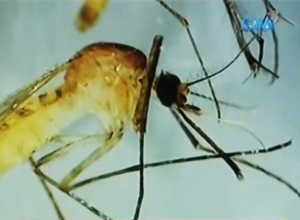 Malalaking lamok na umaatake sa ilang lugar sa Metro Manila, karaniwang ...