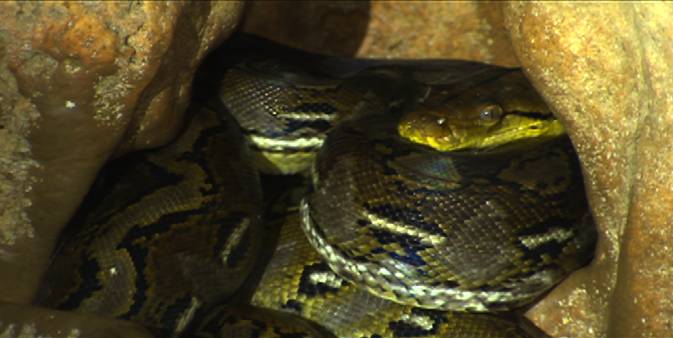 Reptiles at Risk on 'Born to be Wild' | GMA News Online