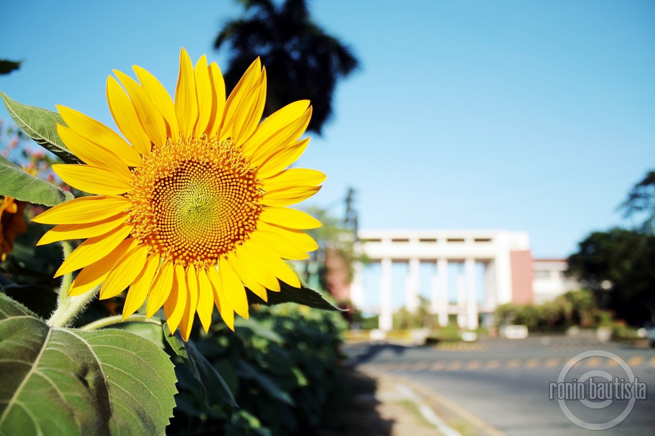 No More blooming Grad Sunflowers For UP After Calendar Shift GMA News Online no-more-blooming-grad-sunflowers-for-up-after-calendar-shift-gma-news-online