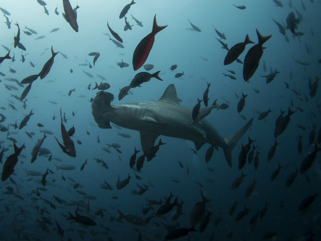 New coral reef discovered in Ecuador's Galapagos Islands | GMA News Online