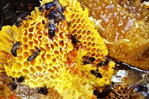 Pulot-Pukyutan: An 'I-Witness' documentary by Kara David | GMA News Online