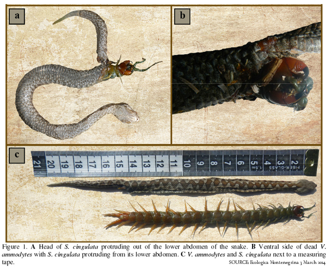 Centipede bursts out of snake, does Aliens proud | GMA News Online