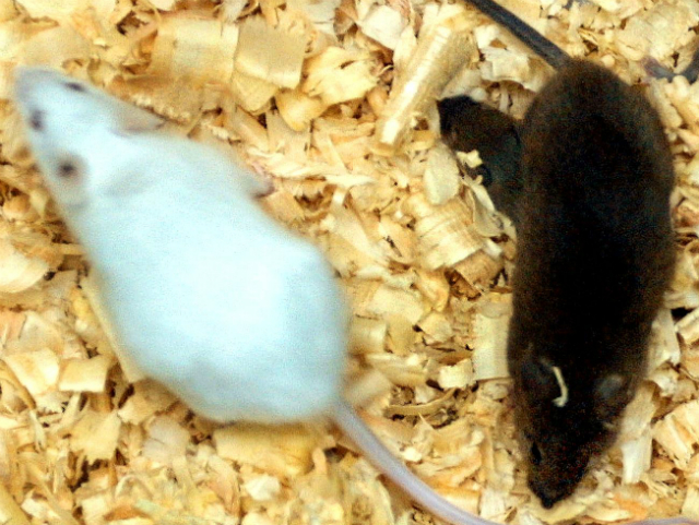 Gene-editing technique heals mice with muscular dystrophy | GMA News Online